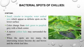 Integrated disease management of chilli | PPTX