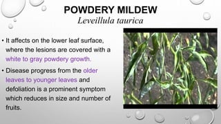 Integrated disease management of chilli | PPTX