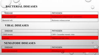 Integrated disease management of chilli | PPTX