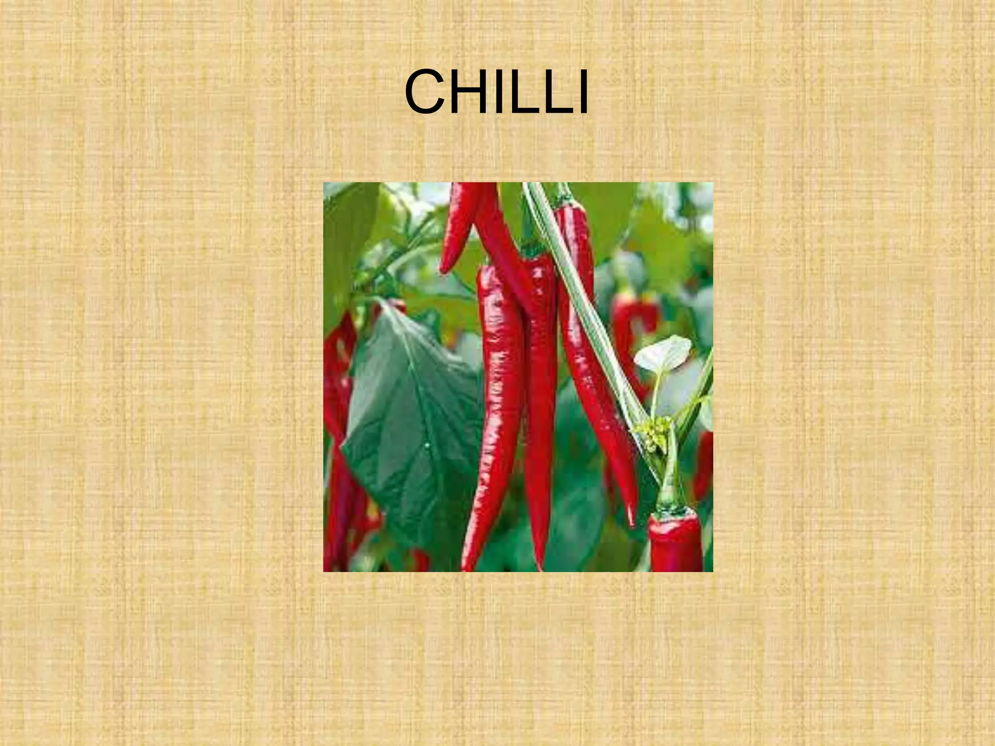 Diseases of Chilli | PPTX