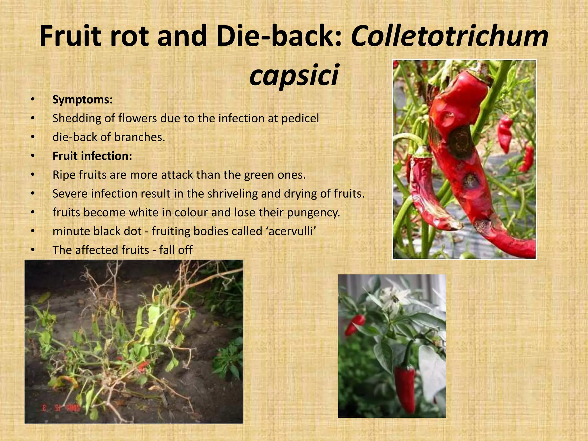 Diseases of Chilli | PPTX