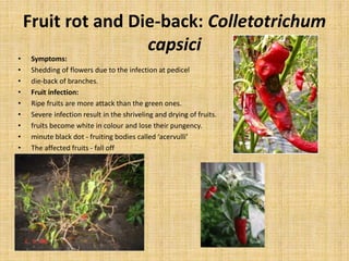 Diseases of Chilli | PPTX