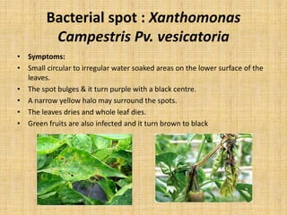 Diseases of Chilli | PPTX