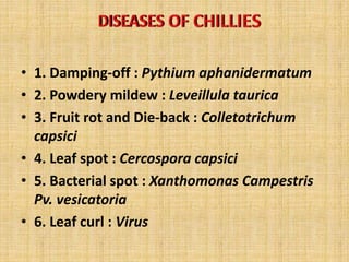 Diseases of Chilli | PPTX