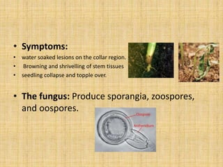 Diseases of Chilli | PPTX