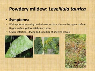 Diseases of Chilli | PPTX