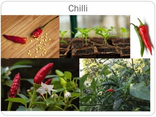 Chilli | PDF