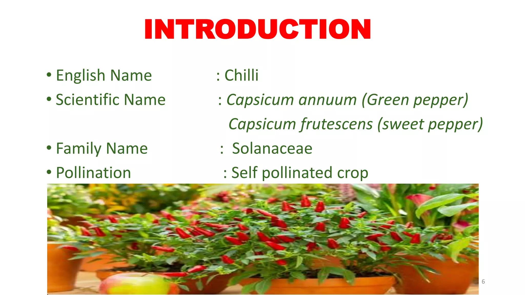 Chilli.pptx