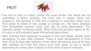 CHILLI.pptx