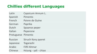 CHILLI.pptx