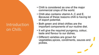 chilli.pptx