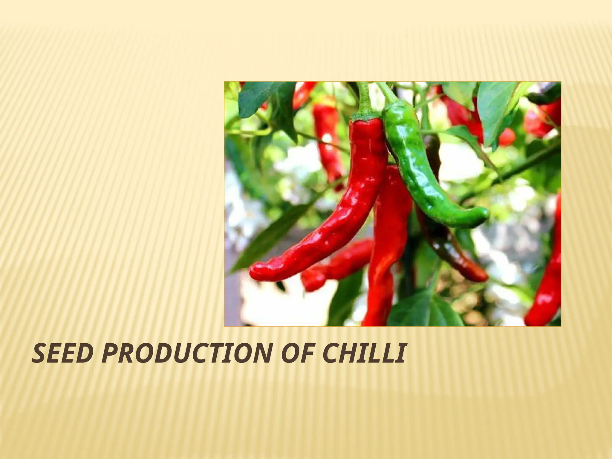 Production Technology of Green Chilli.pptx