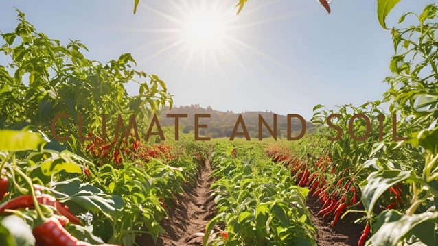 CHILLI.pptx presentation for B.sc Agriculture | PPTX