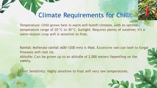 CHILLI.pptx presentation for B.sc Agriculture | PPTX