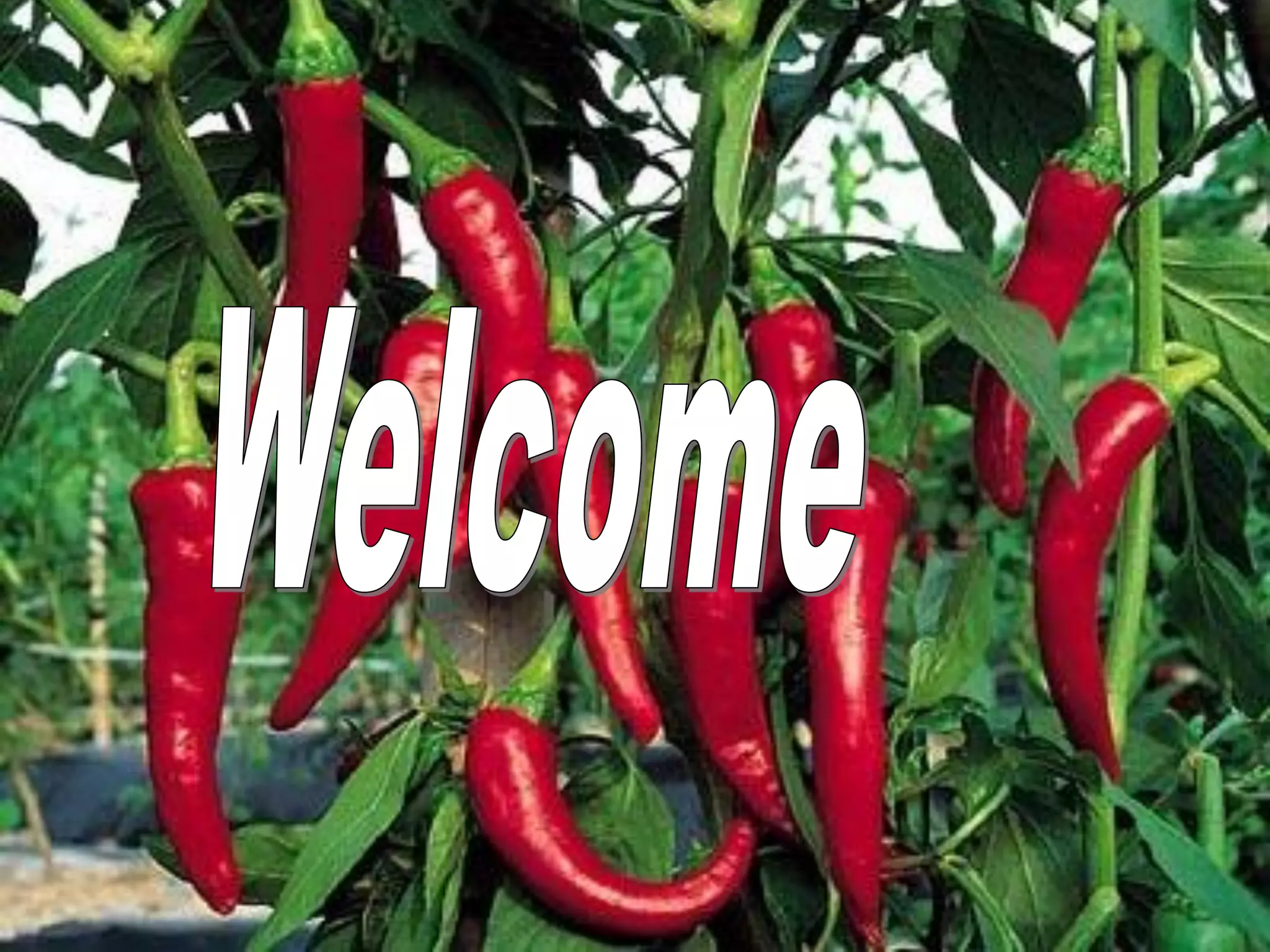 Chilli capsicum sp.. | PDF