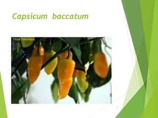 Chilli capsicum sp.. | PDF