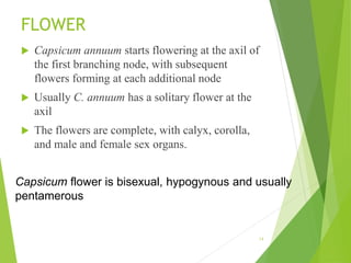 Chilli capsicum sp.. | PDF