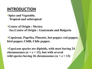 Chilli capsicum sp.. | PDF