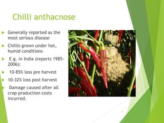 Chilli capsicum sp.. | PDF