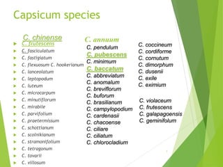 Chilli capsicum sp.. | PDF