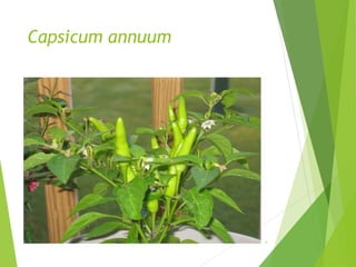 Chilli capsicum sp.. | PDF
