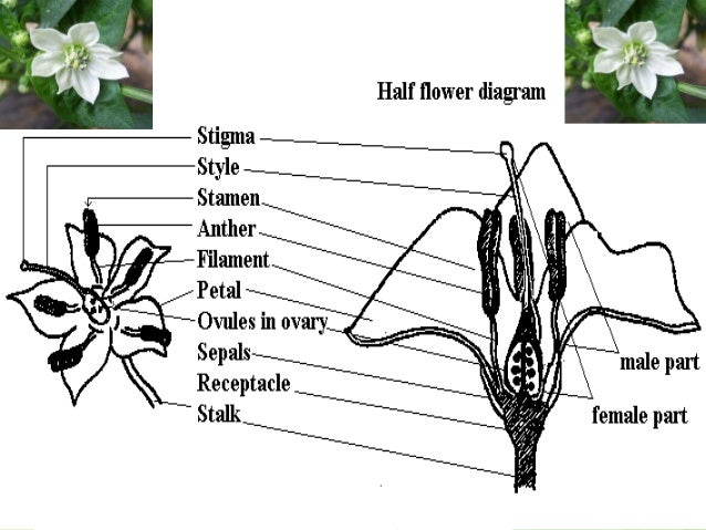 Chilli capsicum sp..