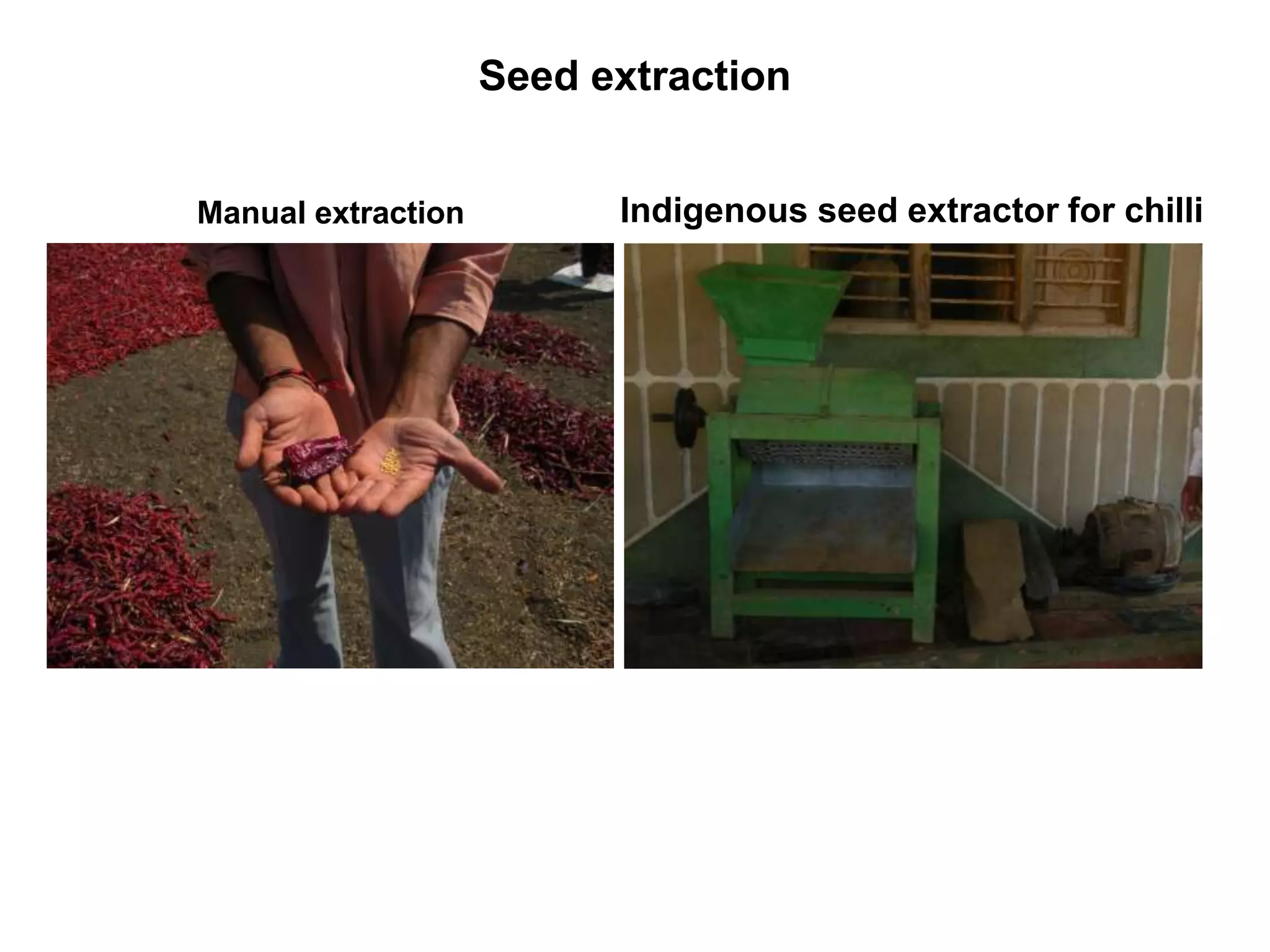 chilli-seedproduction.pptx