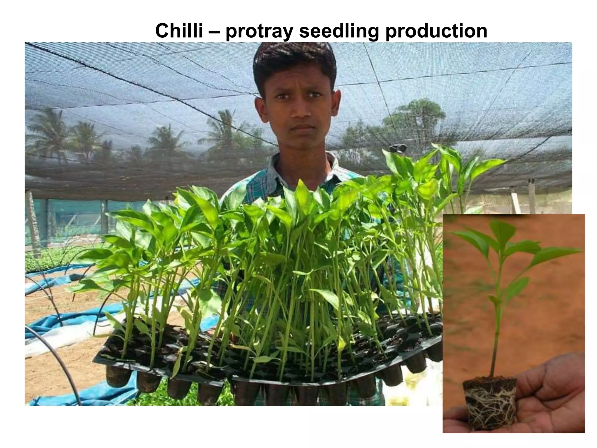 chilli-seedproduction.pptx