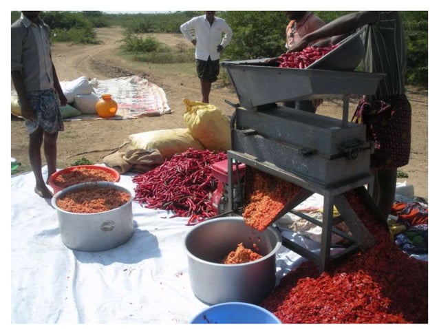 chilli-seedproduction.pptx