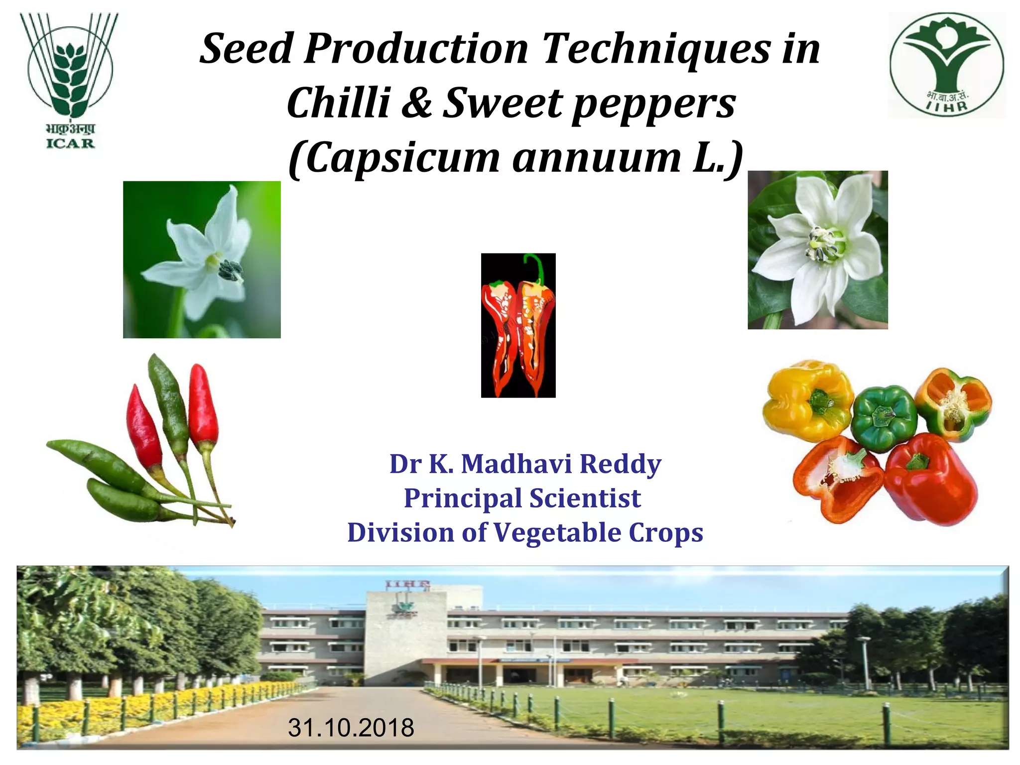 Chilli seed production 31.10.18