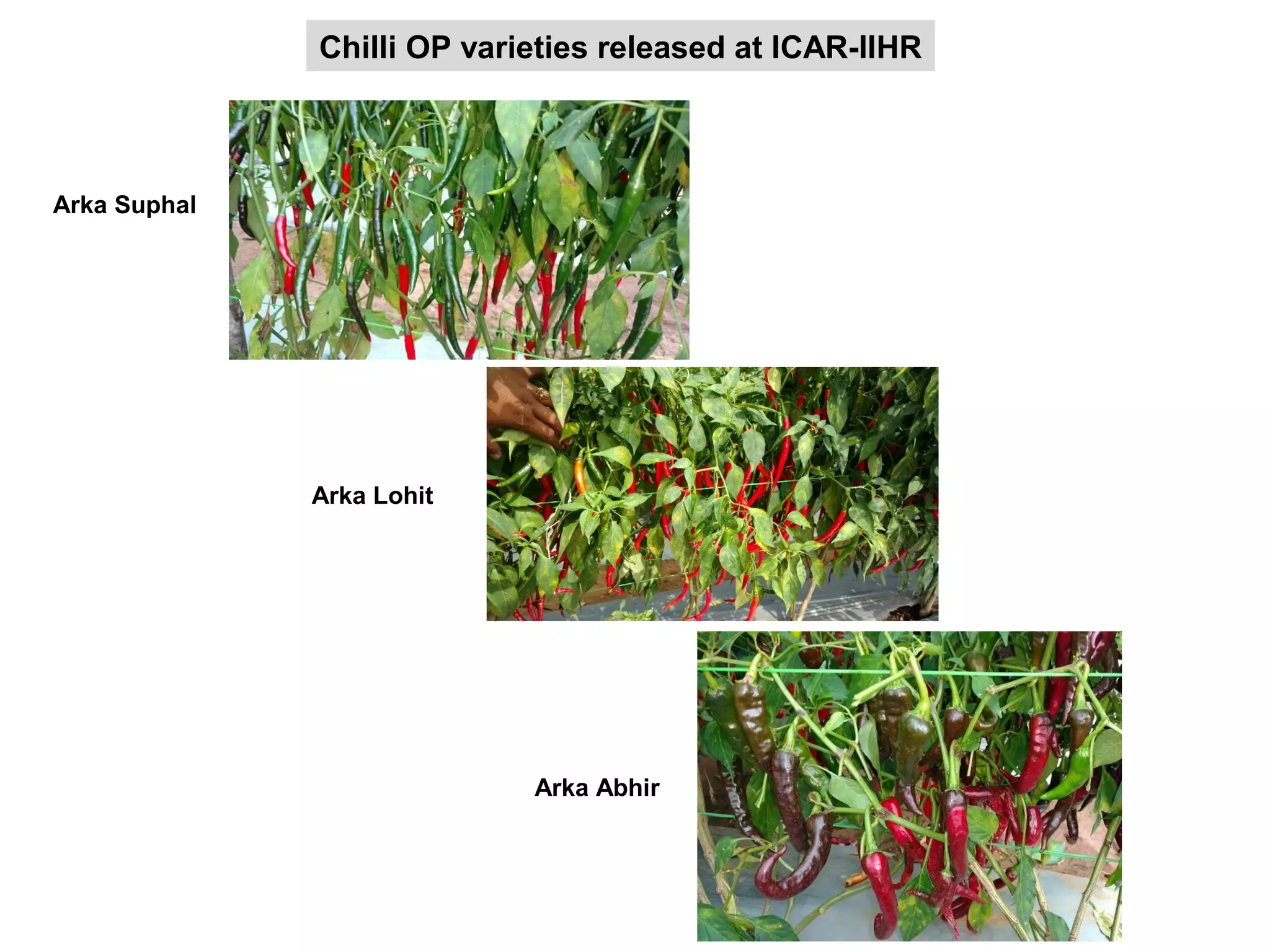 Chilli seed production 31.10.18