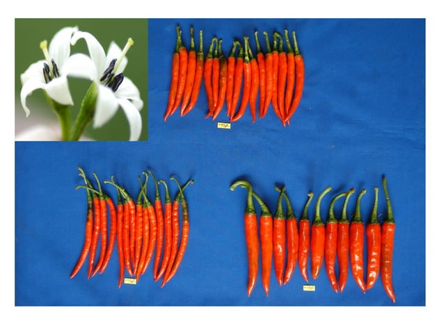 Chilli seed production 31.10.18 | Commodities | Economy