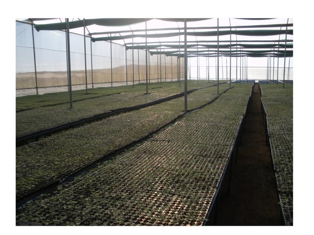 Chilli seed production 31.10.18 | Commodities | Economy