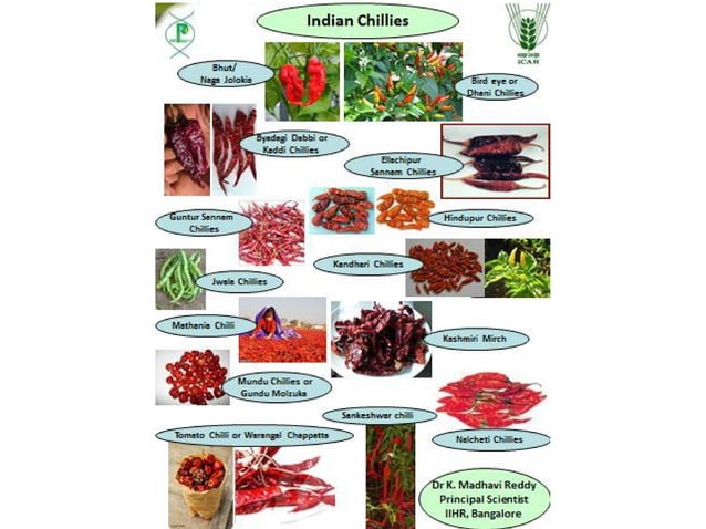 Chilli seed production 31.10.18 | Commodities | Economy