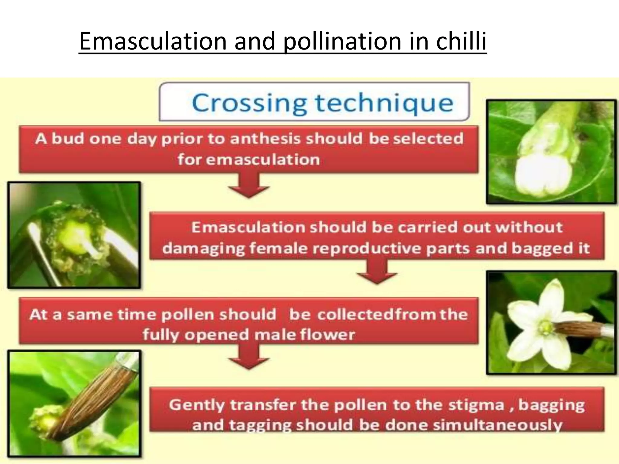 Chilli breeding | PPTX