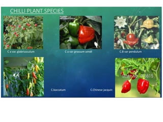 Chilli breeding | PPT
