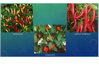 Chilli breeding | PPT