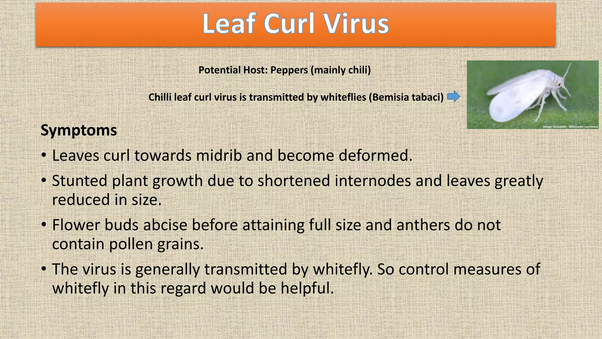 CHILLI Cultivation Practices and Improved Variety, biotic and abiotic ...