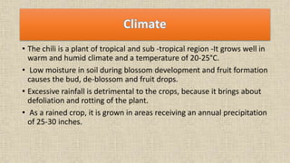 CHILLI Cultivation Practices and Improved Variety, biotic and abiotic ...