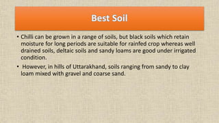 CHILLI Cultivation Practices and Improved Variety, biotic and abiotic ...