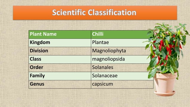 CHILLI Cultivation Practices and Improved Variety, biotic and abiotic ...
