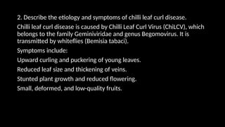 Different fungal bacterial and viral chilli diseaseas | PPTX