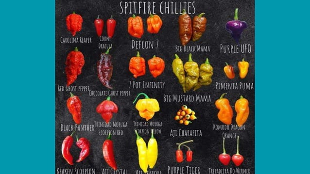CHILLIES (GENETICS) FLORAL BIOLOGY,BREEDING PROCEDURE,OBJECTIVES | PPTX