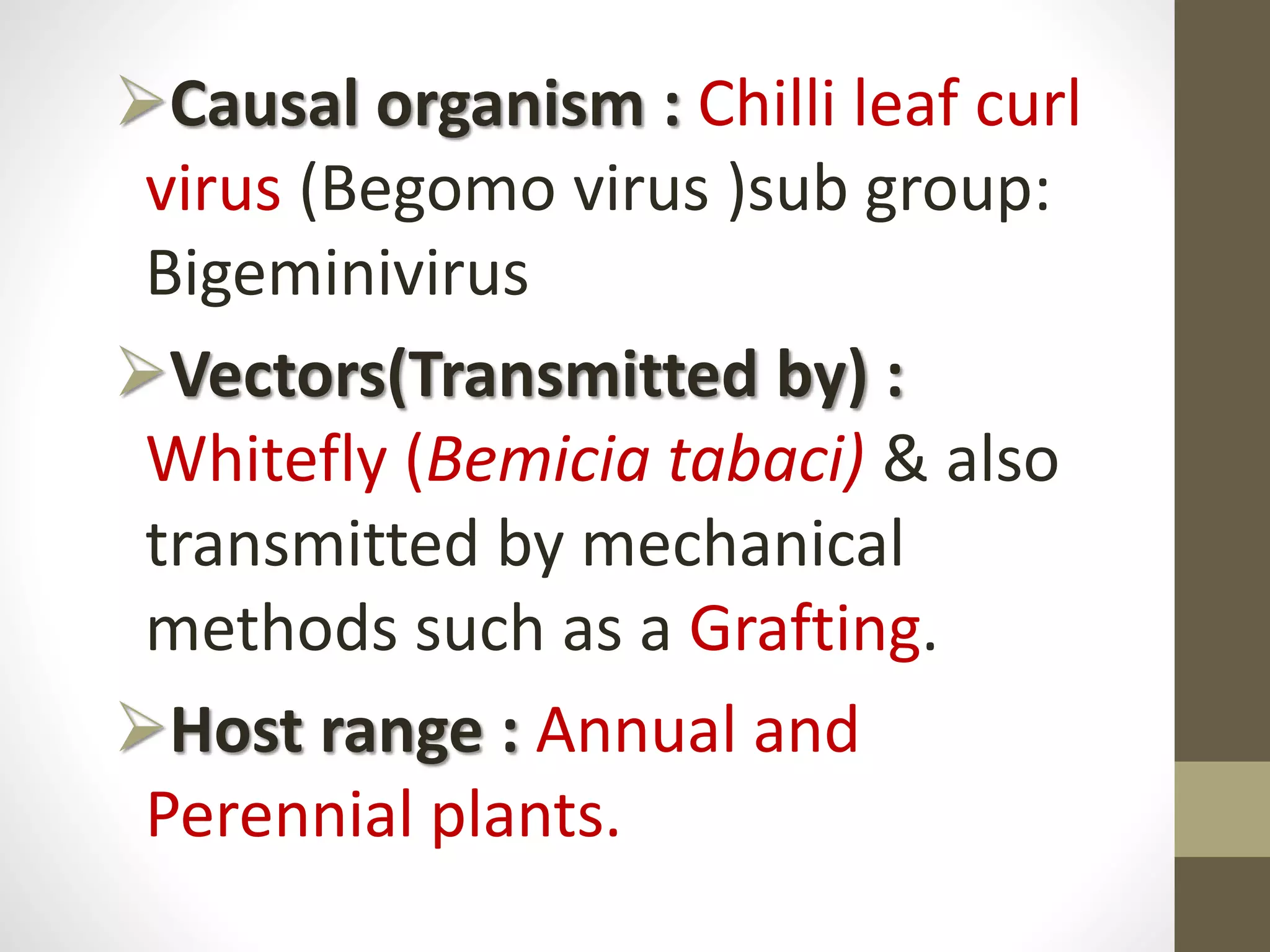 Chilli leaf curl virus | PPTX