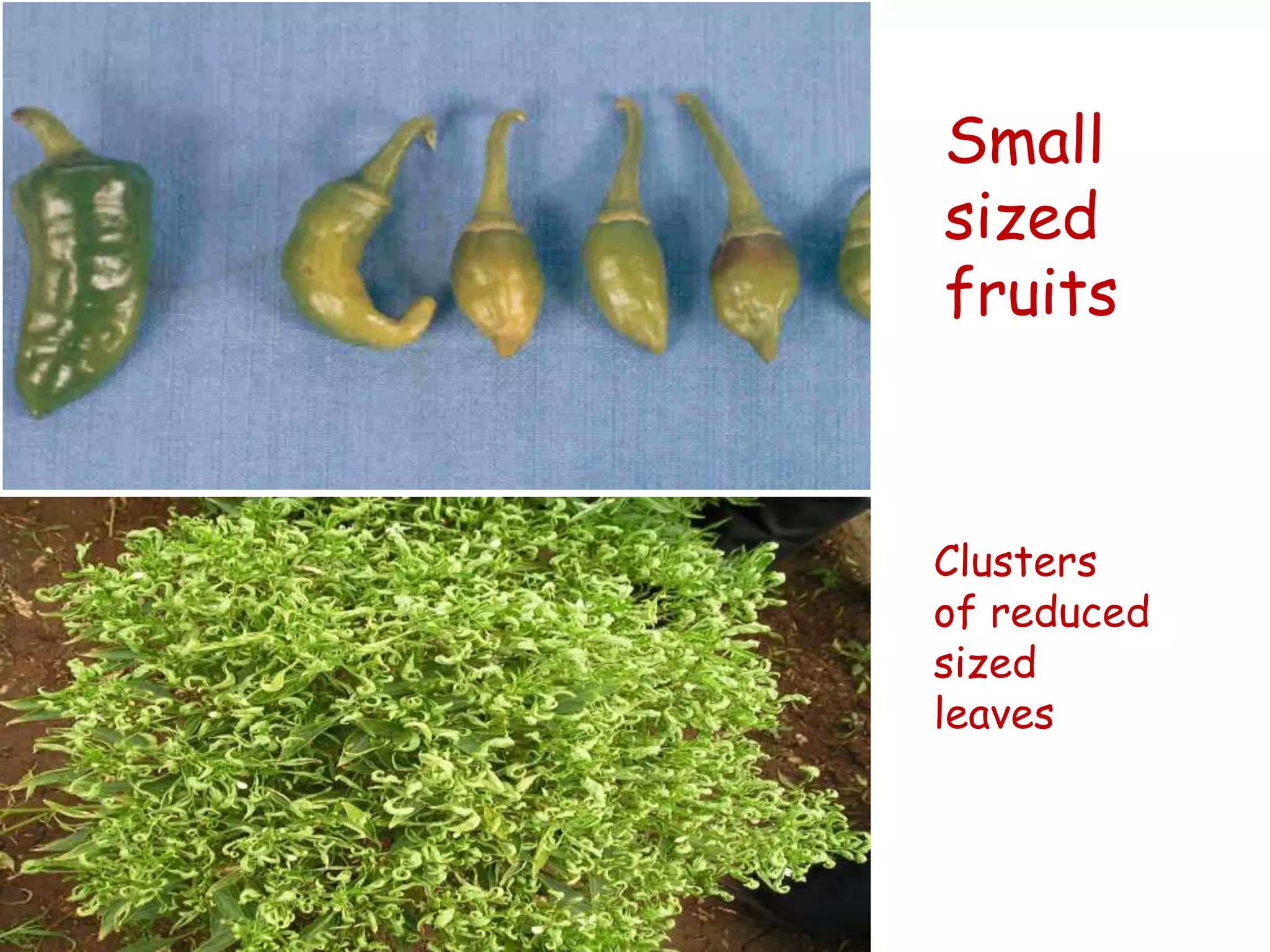 Chilli leaf curl virus | PPTX