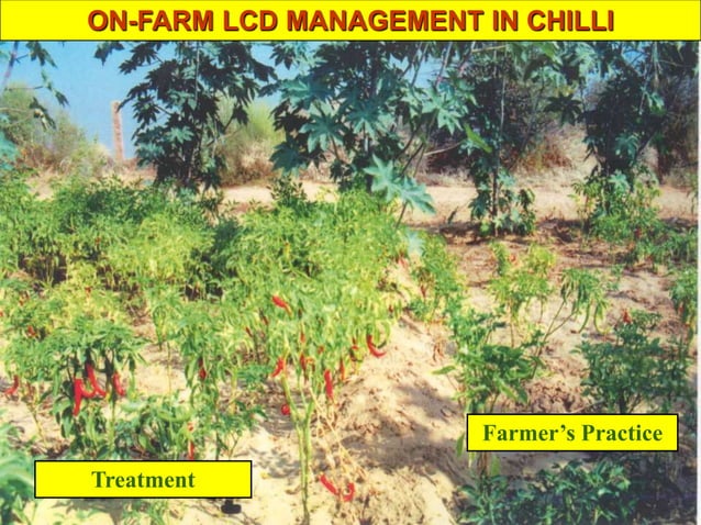 Chilli leaf curl virus | PPTX | Agriculture | Industries
