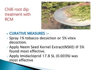 Chilli leaf curl virus | PPTX