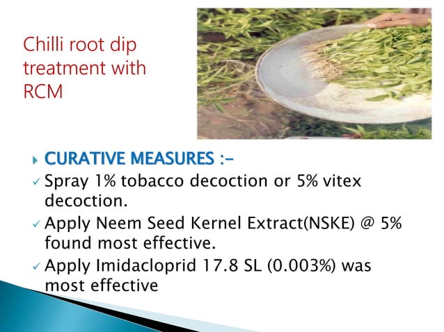 Chilli leaf curl virus | PPTX | Agriculture | Industries