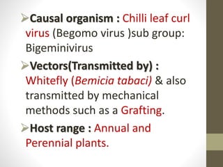 Chilli leaf curl virus | PPTX