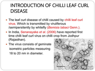 Chilli leaf curl virus | PPT